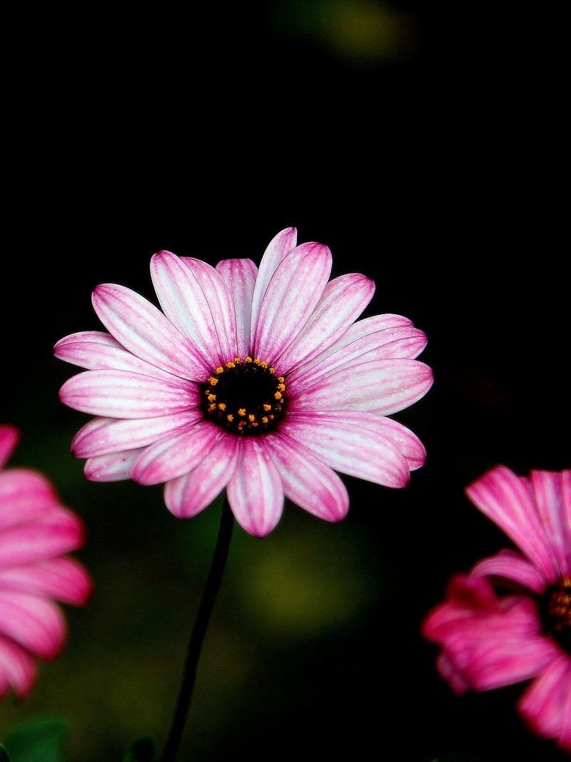 小菊花 第15页-中关村在线摄影论坛