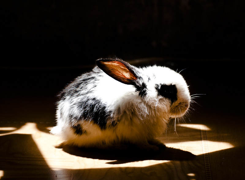 熊猫兔-中关村在线摄影论坛