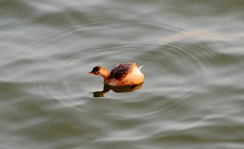 【小PITI??】-中关村在线摄影论坛