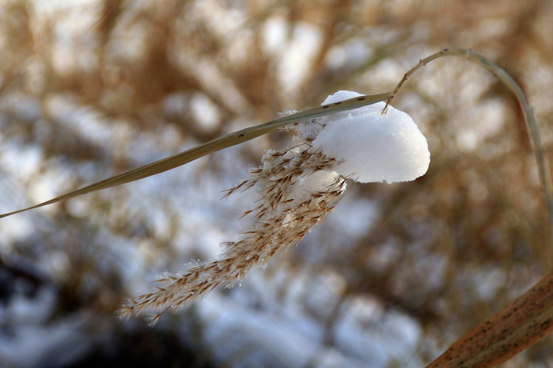 雪枝飘摇-中关村在线摄影论坛