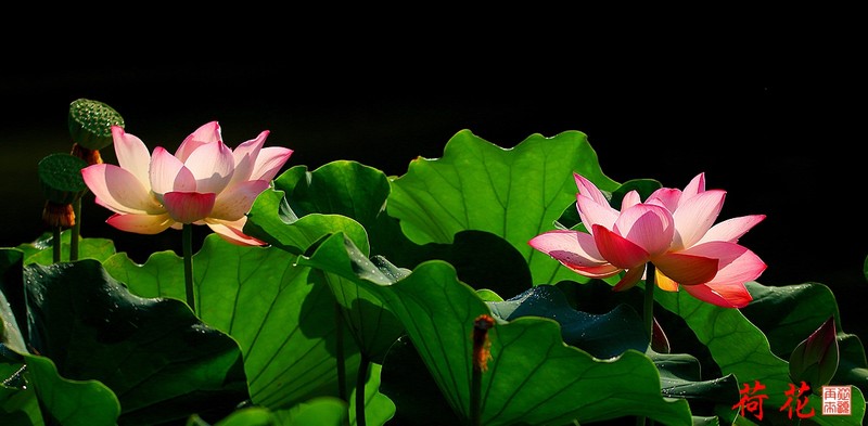 荷花5 第8页-中关村在线摄影论坛