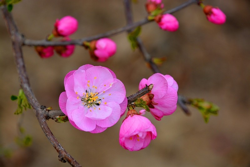 花开时节榆叶梅 第12页-中关村在线摄影论坛