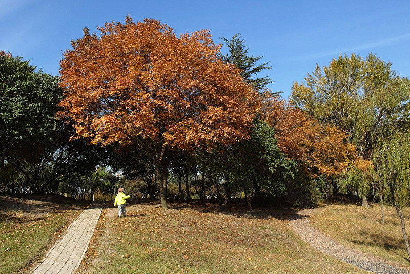 『2016.11.11速写』123...16p 第2页-中关村在线摄影论坛