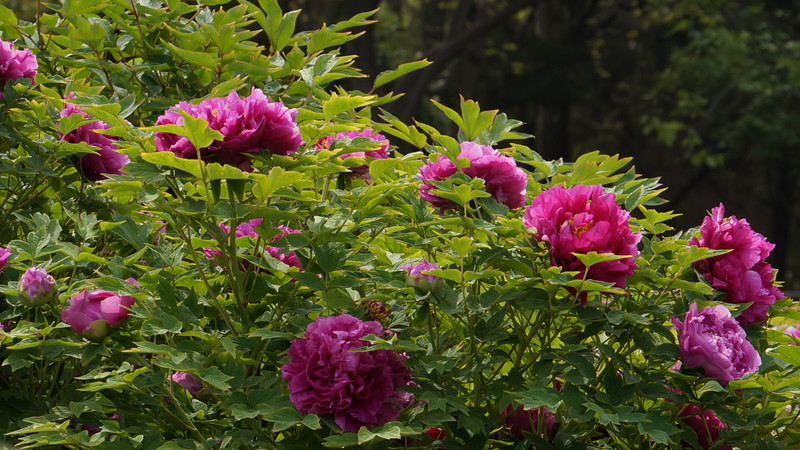 vg30e mudan tupian-中关村在线摄影论坛