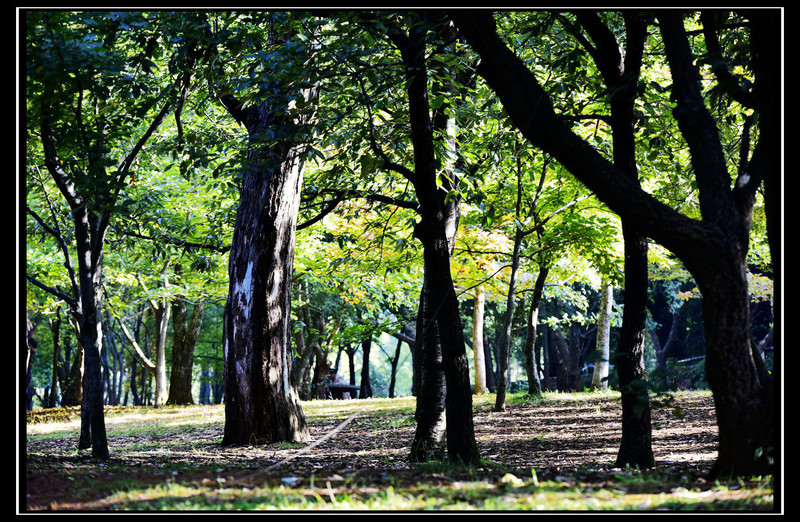 抓住秋天的影子-------D810+70-200大竹炮-中关村在线摄影论坛