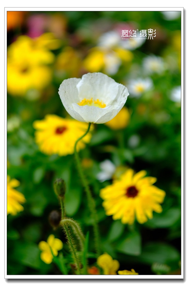 富士xt2+56mm1.2apd 花花草草-中关村在线摄影论坛