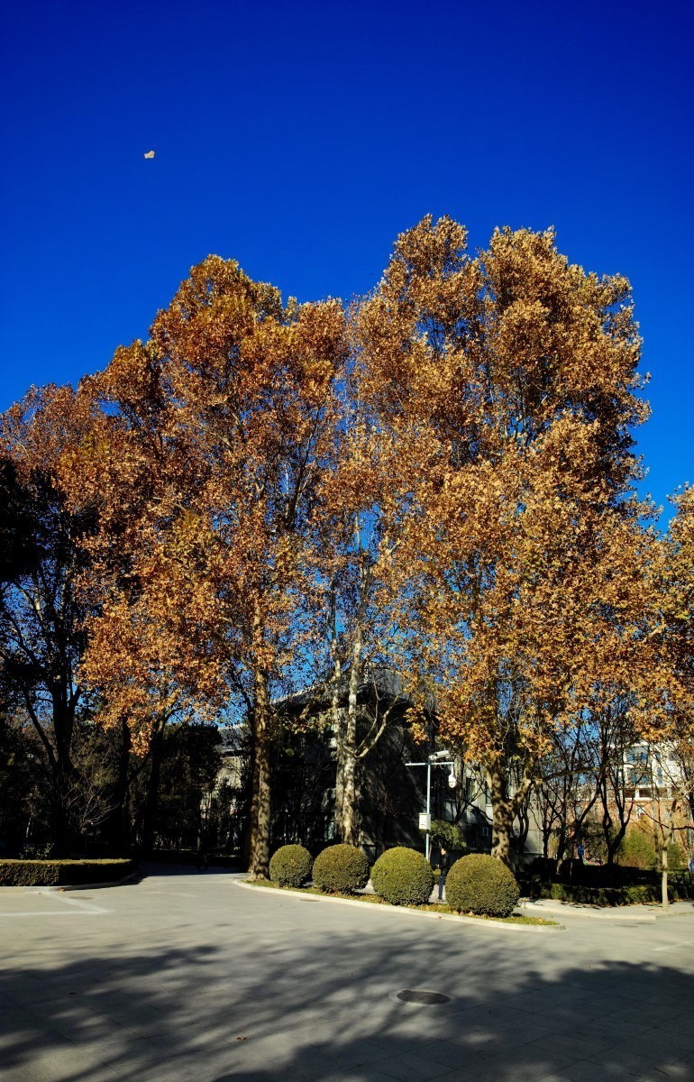 路边随拍-中关村在线摄影论坛