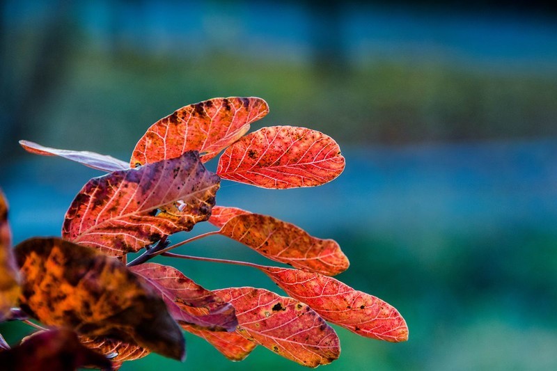 《初冬冷艳不失色》-中关村在线摄影论坛