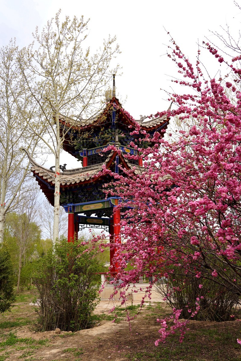 丁香夏语-中关村在线摄影论坛