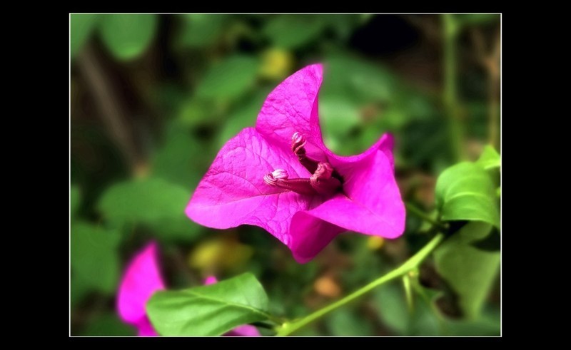 三角梅（2021186）-中关村在线摄影论坛