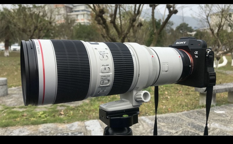 A7M3+转接环+2X增距镜+佳能70 200三代 打鸟，来看看效果-中关村在线摄影论坛