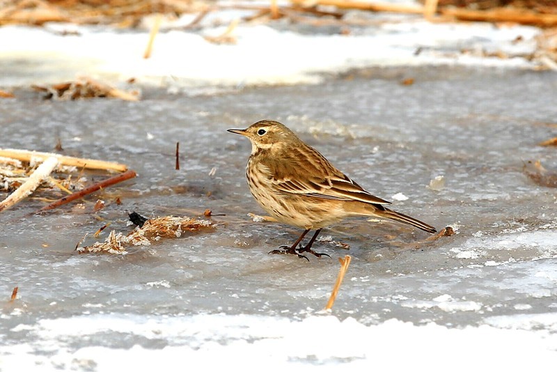 芦苇荡学拍鸟-中关村在线摄影论坛