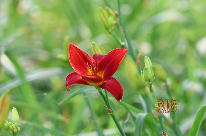 大花萱草 15【2023-0556】-中关村在线摄影论坛