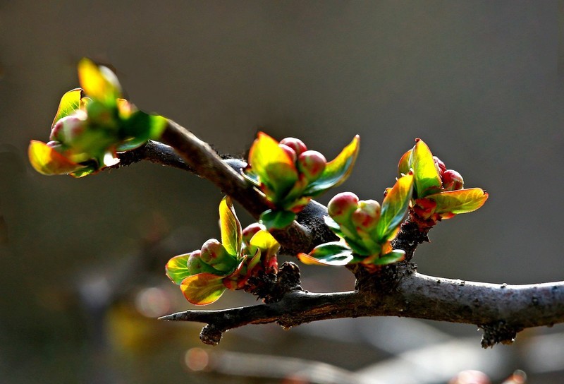 《每日欣赏》！！！-中关村在线摄影论坛