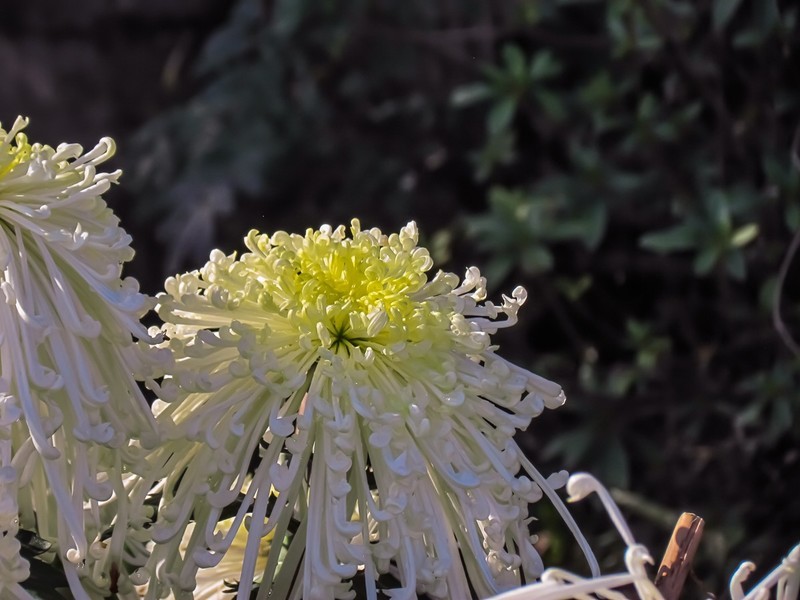 菊花-中关村在线摄影论坛