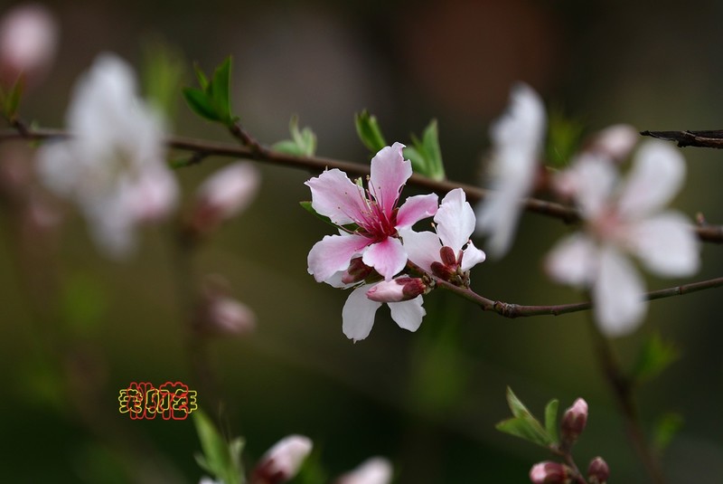 桃花 3【2023-0249】 第2页-中关村在线摄影论坛