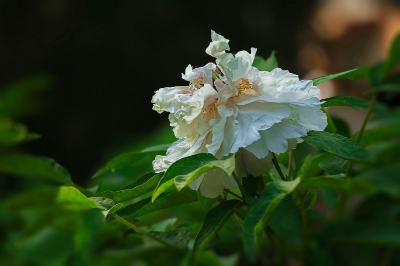 2024111 牡丹花 第2页-中关村在线摄影论坛