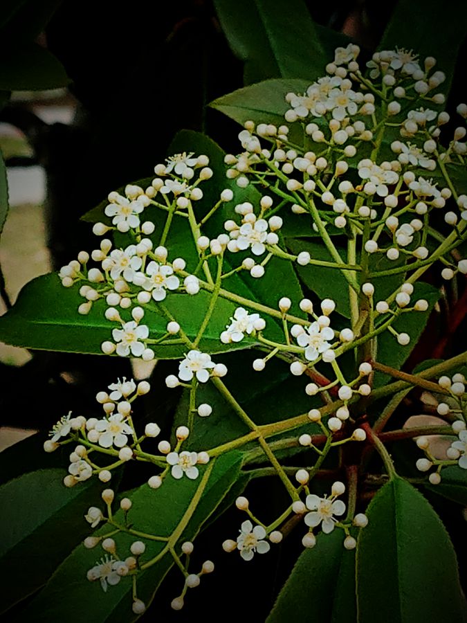 花卉系列【4021】-中关村在线摄影论坛