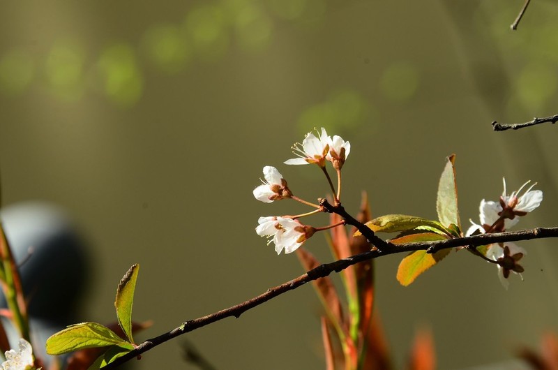 花卉系列【5047】-中关村在线摄影论坛