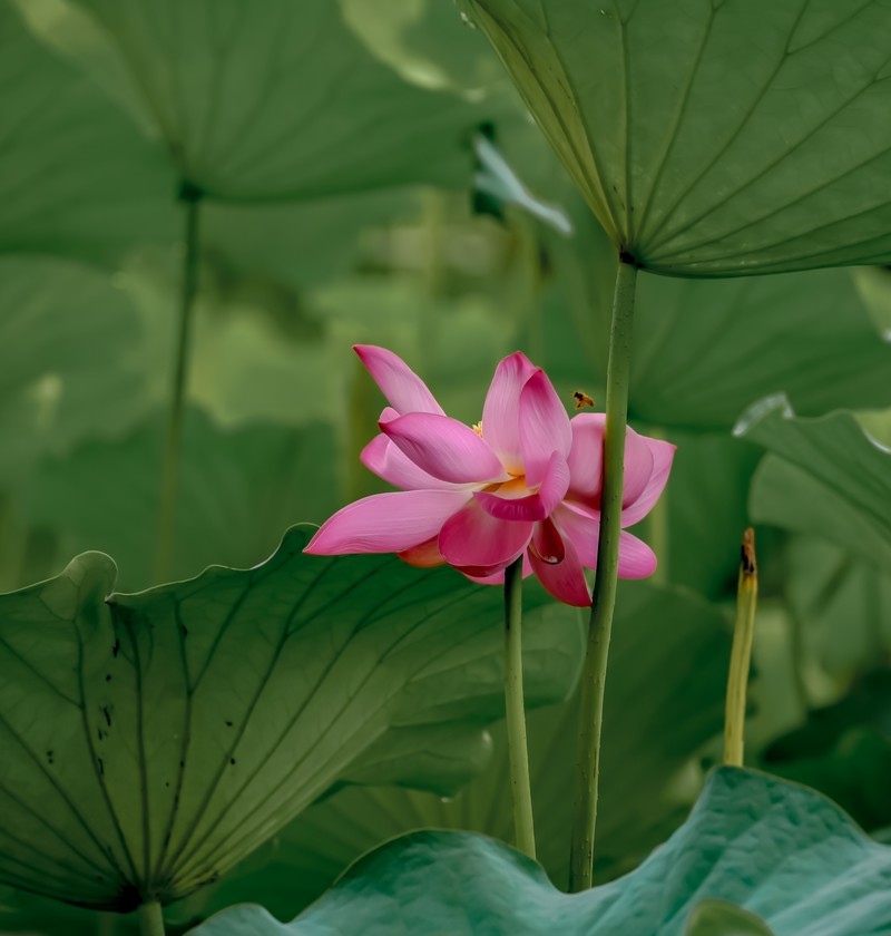 夏游玉渊潭20220723--荷花《37》-中关村在线摄影论坛