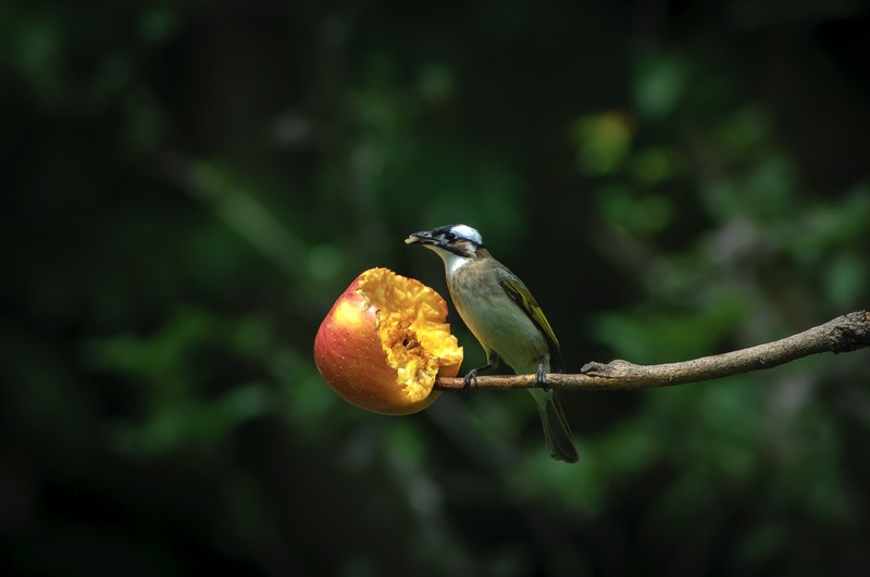 600万像素的CCD+冷门廉价的400纸炮-中关村在线摄影论坛