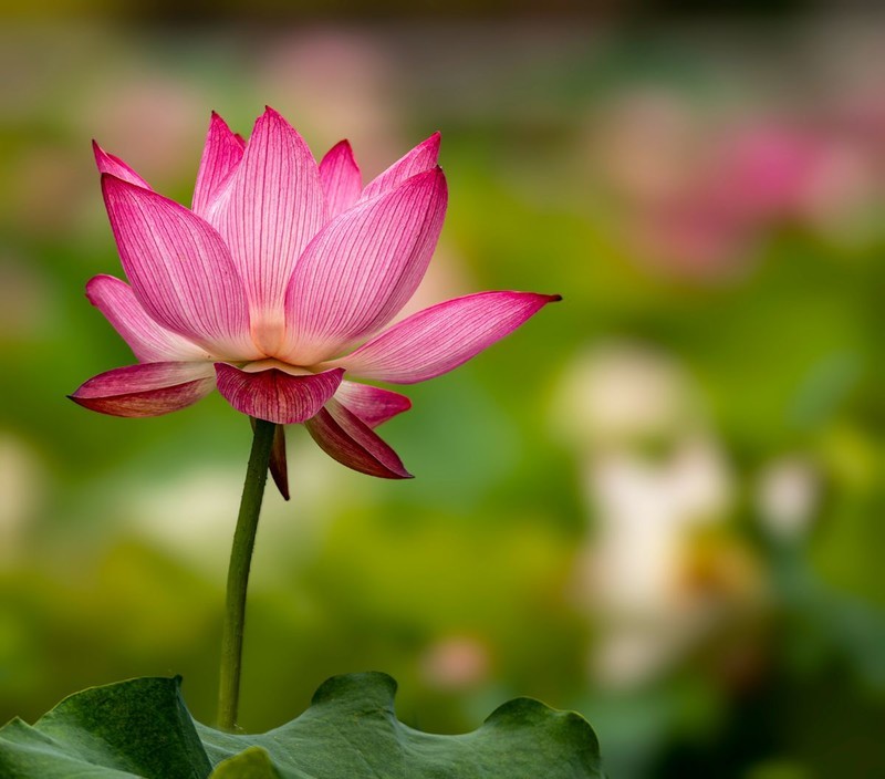 长焦拍荷花一组 第2页-中关村在线摄影论坛