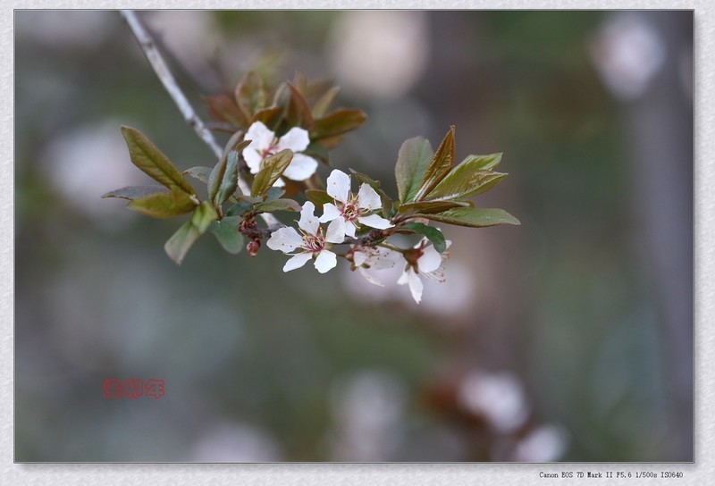 杂拍 1【2023-0256】-中关村在线摄影论坛