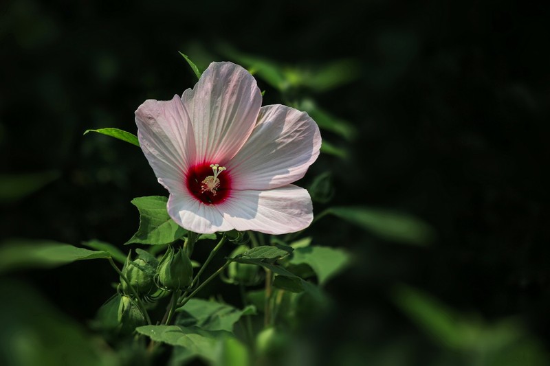 2024290 芙蓉葵-中关村在线摄影论坛