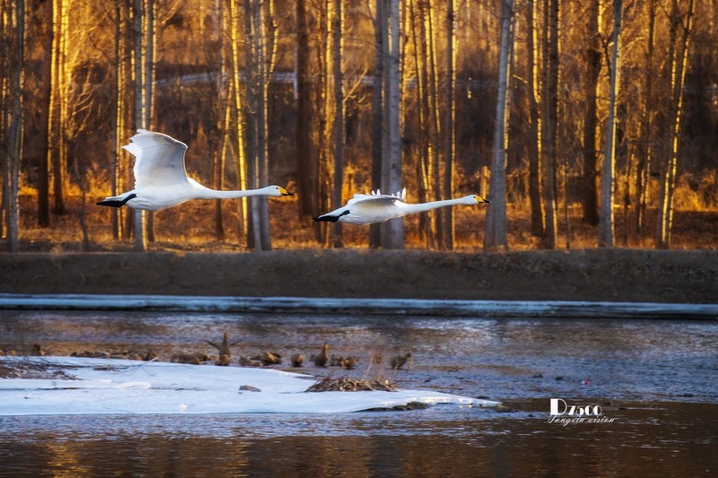 飞呀飞（41）-中关村在线摄影论坛