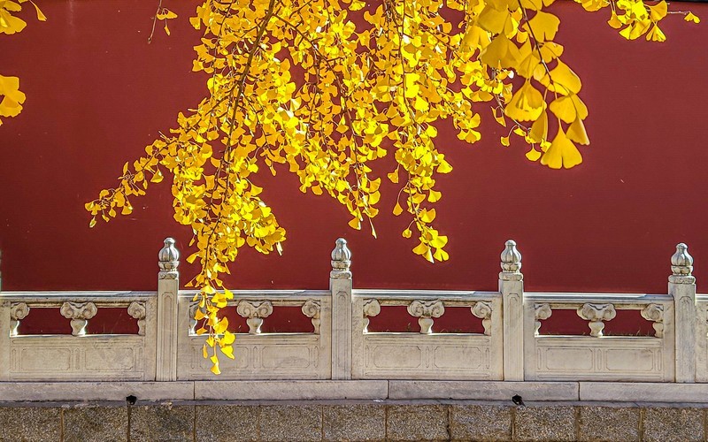 手机游拍20241105《17》 第3页-中关村在线摄影论坛