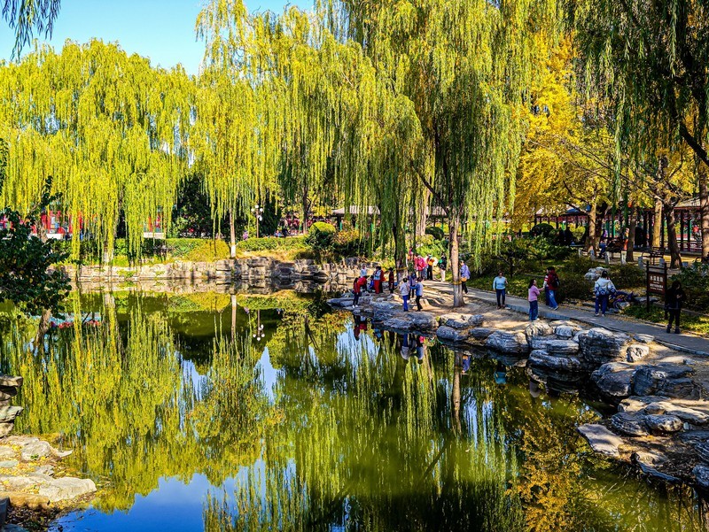 手机游拍20241105《25》-中关村在线摄影论坛