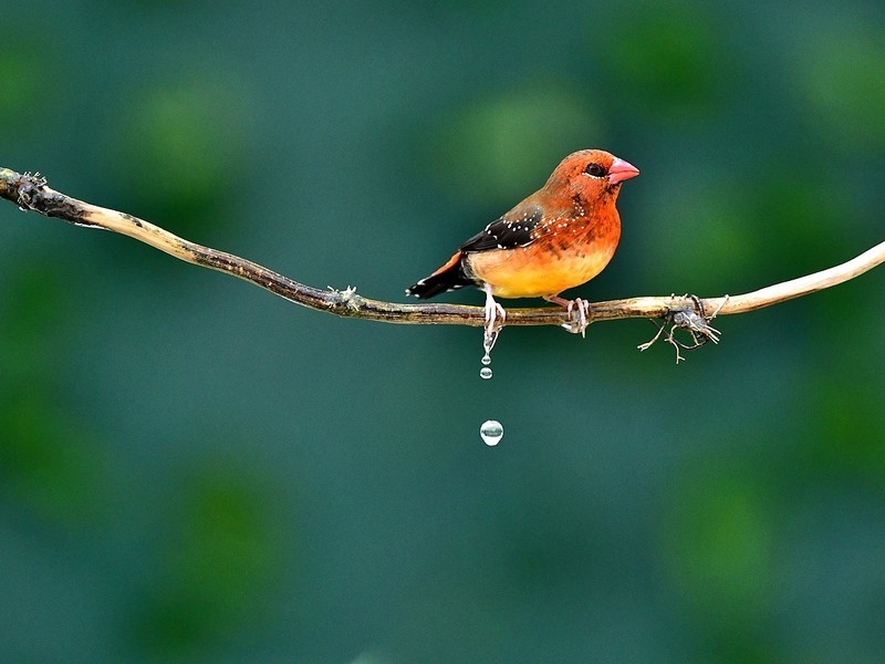 【视觉光影】 潍 坊 拍 鸟 （9）-中关村在线摄影论坛