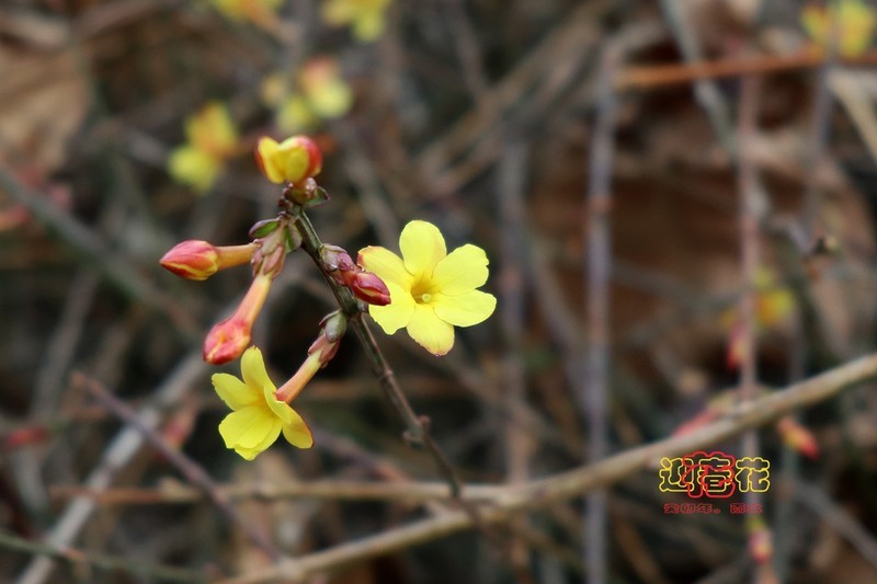 迎春花 1【2023-0186】-中关村在线摄影论坛