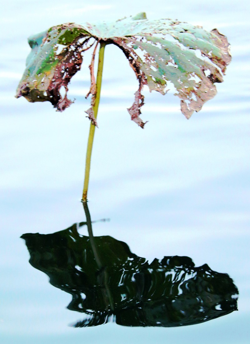 紫竹院秋荷..2023-中关村在线摄影论坛