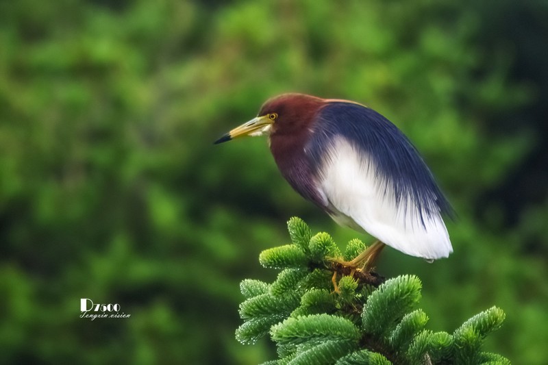 夜鹭与池鹭（5）-中关村在线摄影论坛