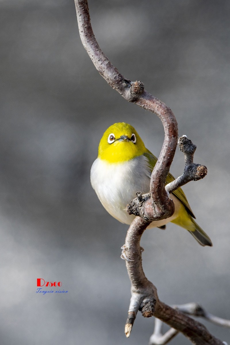 绣眼（42）-中关村在线摄影论坛