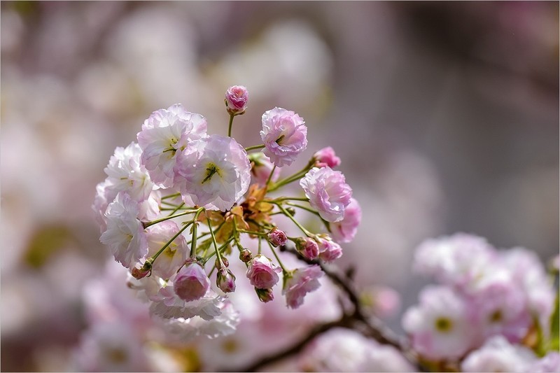 2024年第0325贴-玉渊潭大樱花纪实拍（0430）-中关村在线摄影论坛