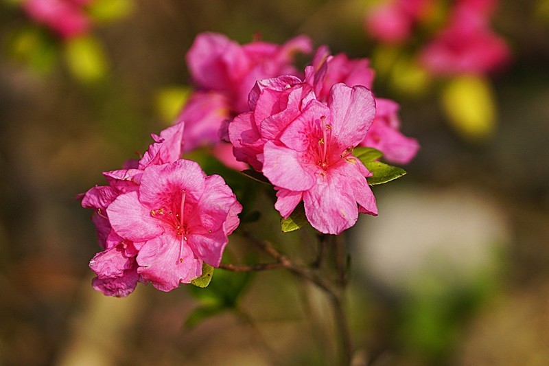 映山红（六）-中关村在线摄影论坛