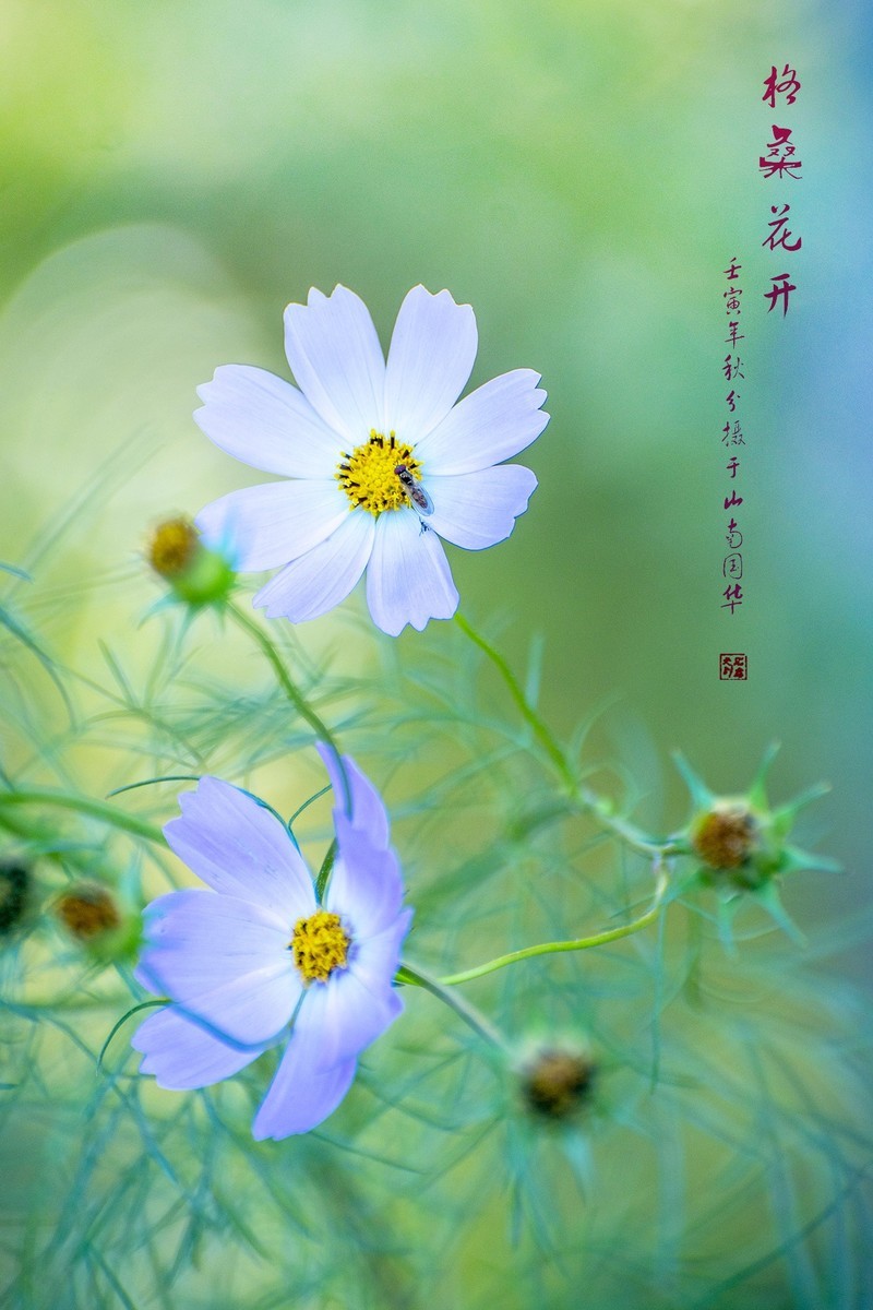 格桑花开（6）-中关村在线摄影论坛