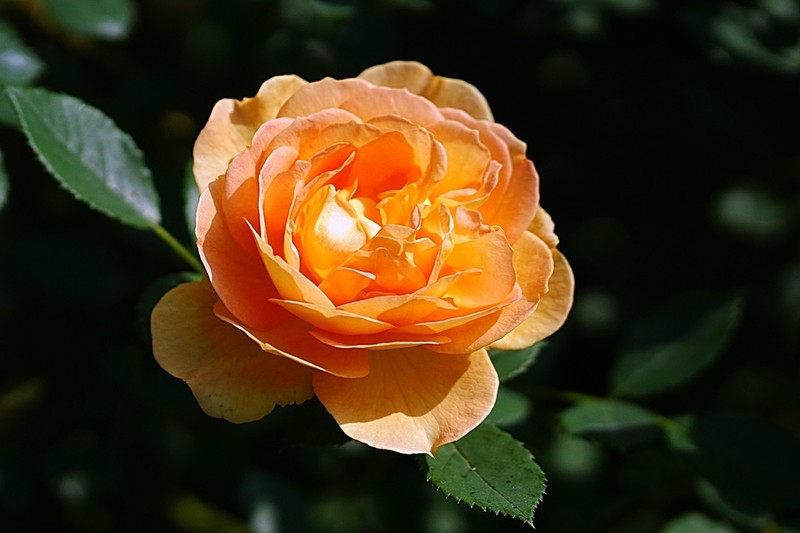 月季花（22）-中关村在线摄影论坛