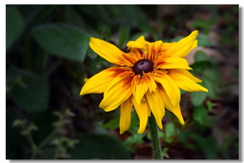 黑心菊（2022259）-中关村在线摄影论坛