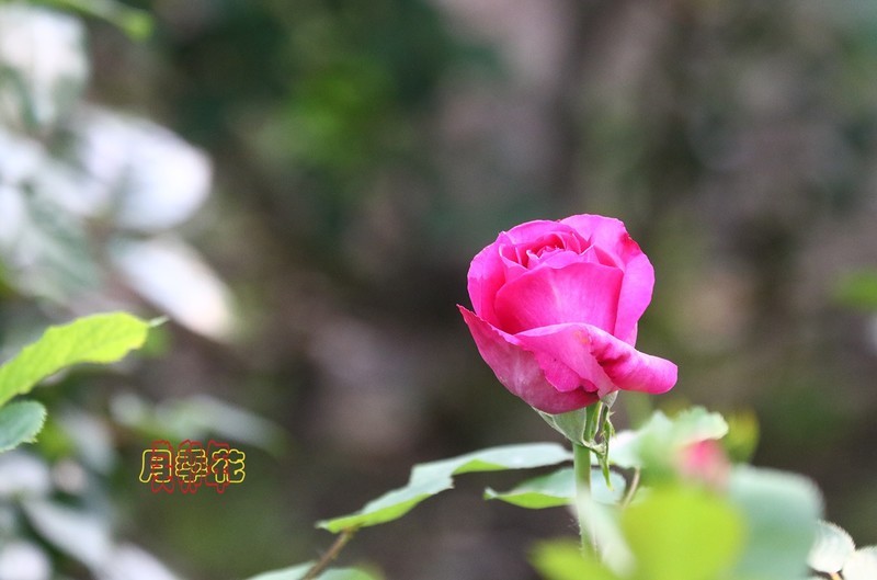 月季花 15【2023-0375-中关村在线摄影论坛
