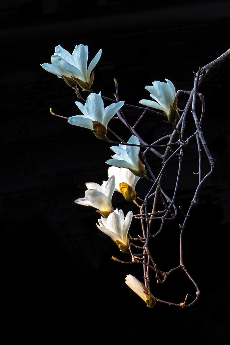 白 玉兰-中关村在线摄影论坛