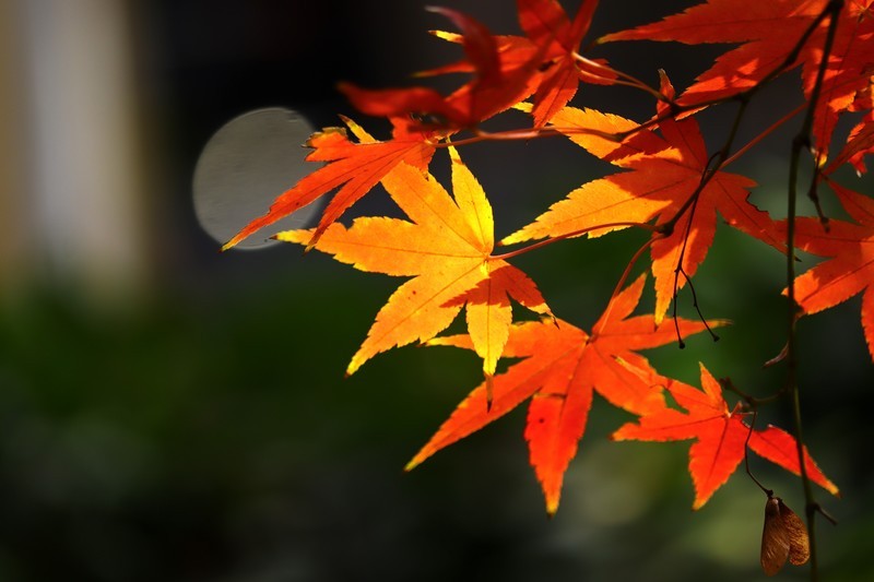 光影鸡爪槭之二-中关村在线摄影论坛