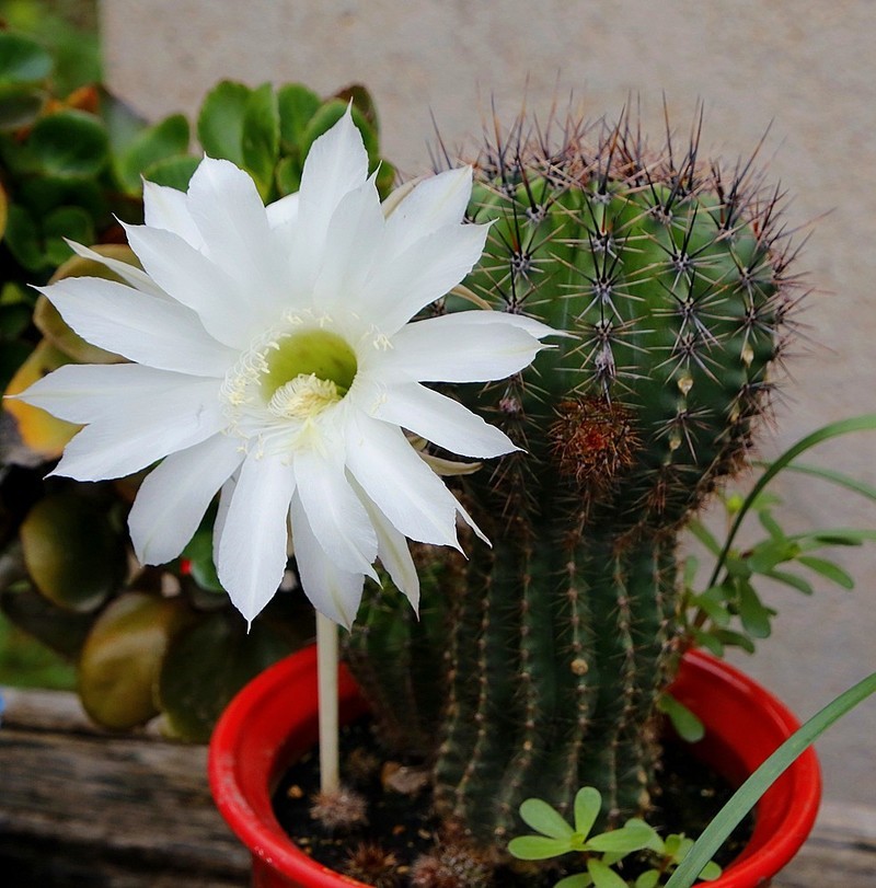 《不老松：纪实摄影》二游东戴河！花卉篇：仙人球花！万寿菊！-中关村在线摄影论坛