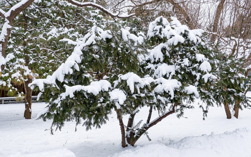 雪后的京城20240221 《50》-中关村在线摄影论坛