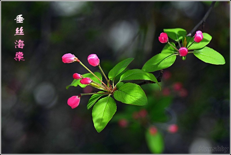 垂丝海棠（2023072）-中关村在线摄影论坛