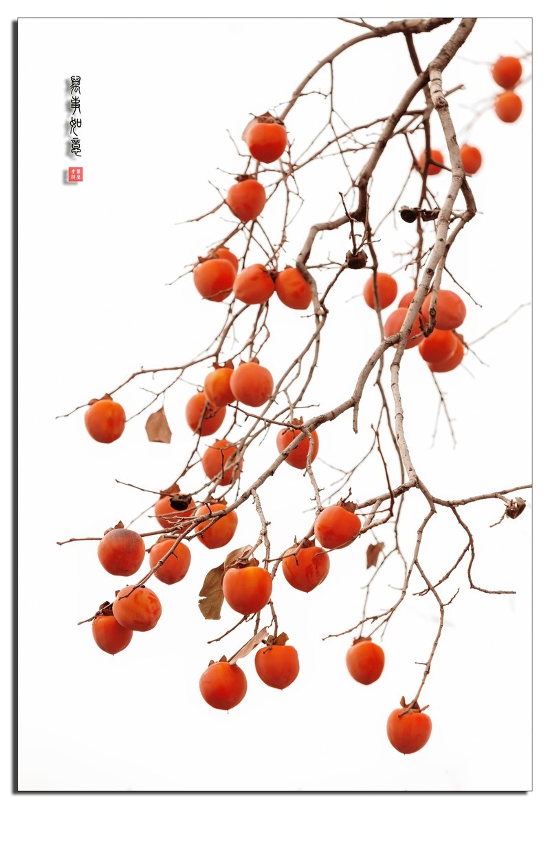 红柿子-中关村在线摄影论坛