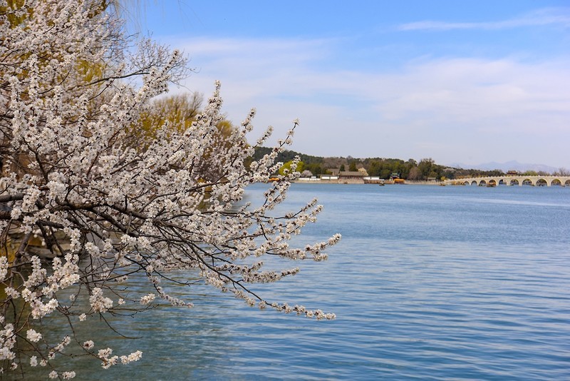 2025年第0208贴-颐和园风光游拍（0329）-中关村在线摄影论坛