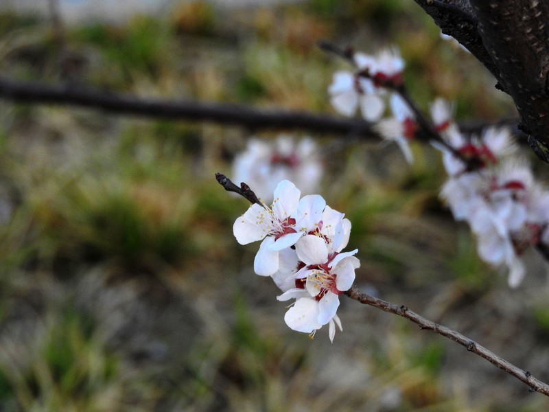 夕阳小花-中关村在线摄影论坛